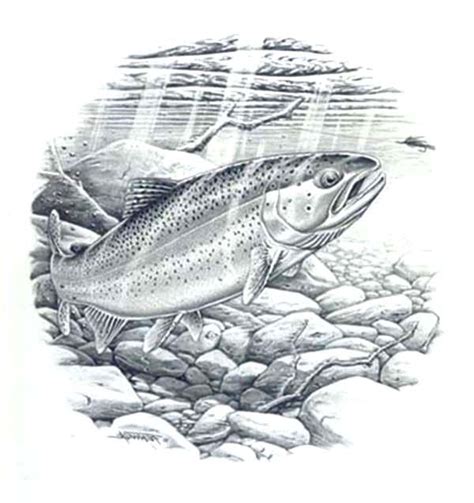 Apache Trout Awesome Drawing Apache Trout Coloring Pages Trout Art