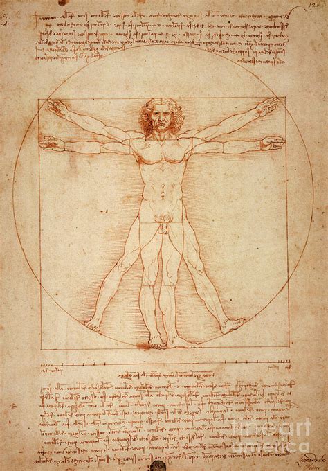 Vitruvian Man 1490 By Leonardo Da Vinci Drawing By Art Anthology