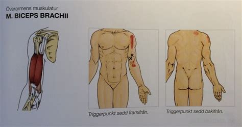 Överarmens muskulatur Flashcards Quizlet