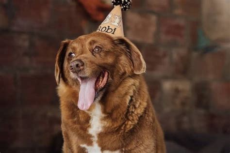 Veterinários questionam idade do cão mais velho do mundo 02 11 2023