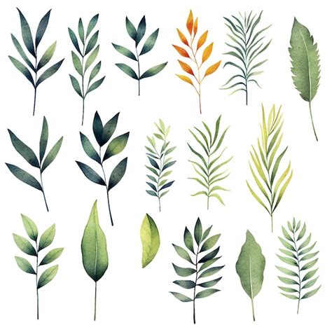 Premium Vector Vector Hand Drawn Watercolour Floral Leaves