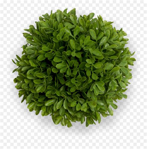 Potted Plant Top View Png Plant Top View Png Image Artificial Plant