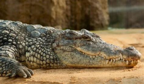Crocodilos escapam na África do Sul e viram alvo de caçadas Dinheiro