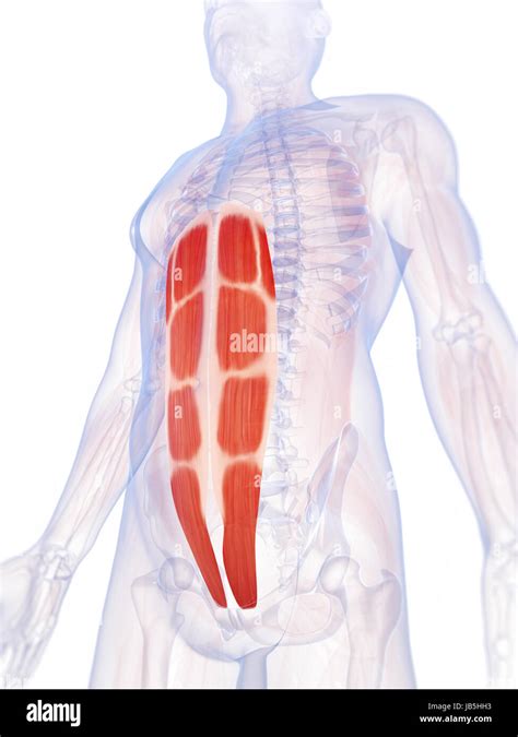 Muscles Abdominaux Anatomie Banque De Photographies Et Dimages Haute