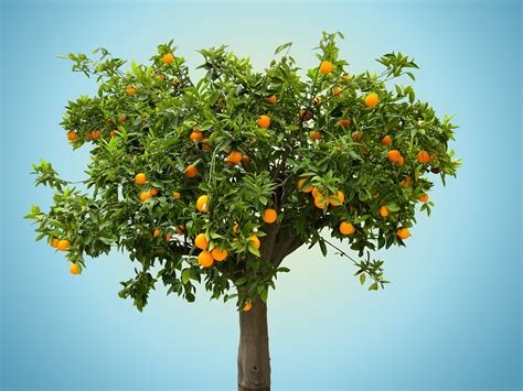 La Naturaleza Rbol Naranja Foto Gratis En Pixabay