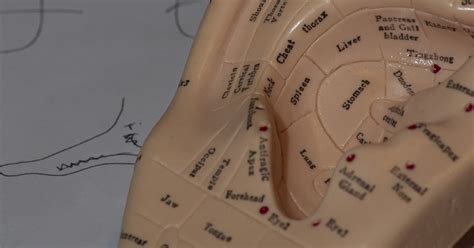 Auricular Therapy Services Unity Dunedin New Zealand