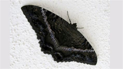 Que dice la biblia sobre las mariposas negras Iluminación Digital