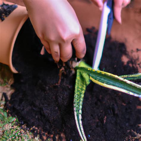 Mude Seu Jardim Descubra Como Plantar Lan A De S O Jorge Manual De