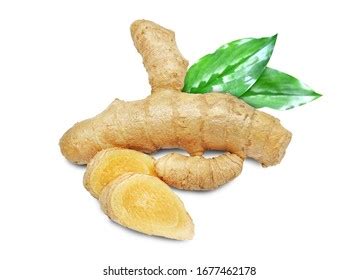 White Turmeric Curcuma Zedoaria Zedoary Kunyit Foto Stok 1677462178