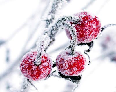 Imagini Craciun Felicitari Craciun Winter Wallpapers Fructe Iarna