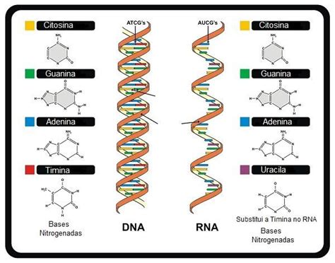 Ácidos Nucleicos o que são seus tipos e como são formados Toda Matéria