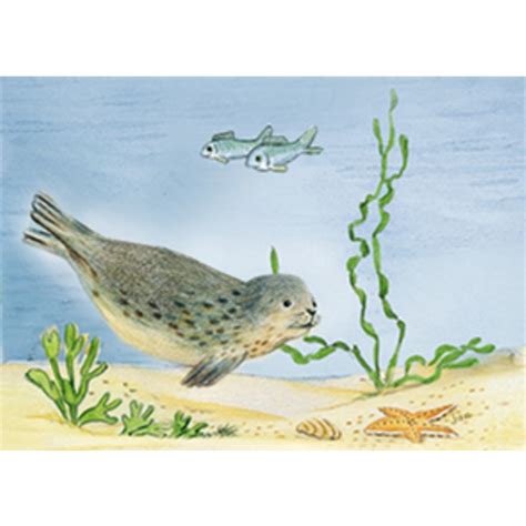 Ecobos Webwinkel Wenskaart Zeehond Vissen