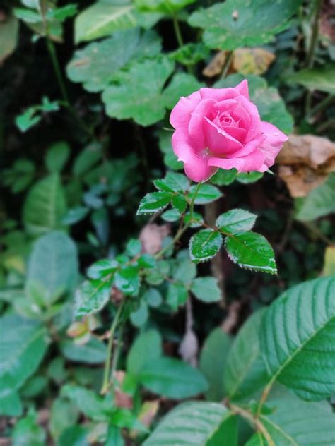 Rose Blume Kostenloses Foto Auf Pixabay Pixabay