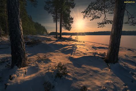 Tapety zdjęcia Drzewa Zima Norwegia Śnieg Promienie słońca