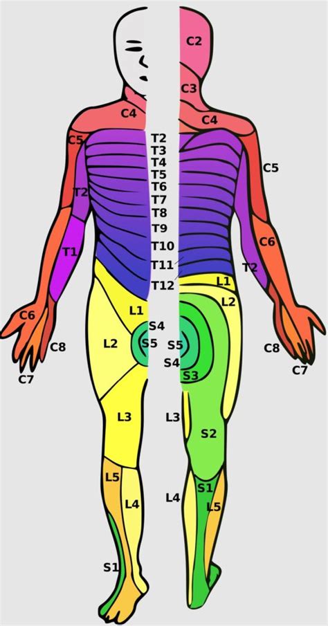Printable Cervical Dermatomes Printable Jd
