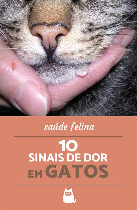 10 sinais de dor em gatos COMO IDENTIFICAR Gatos de estimação Como