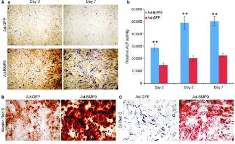 Bmp Induces Osteogenic And Adipogenic Differentiation In Isups In