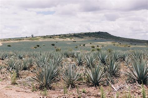 Premium Photo Agave Plants On An Agricultural Field In Jalisco Mexico