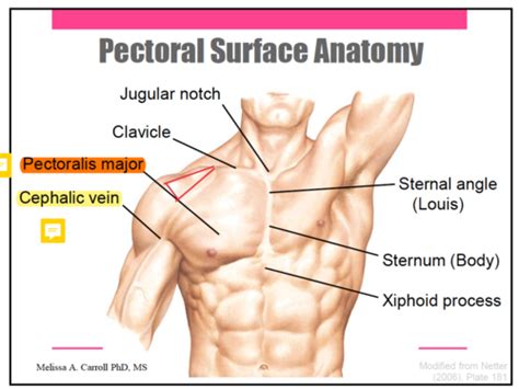 Anatomy Lecture 7 Flashcards Quizlet
