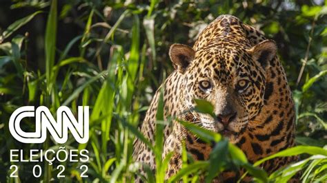 Popula Es De Animais Selvagens T M Decl Nio M Dio De Quase Desde