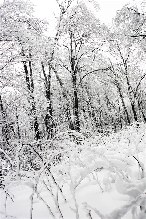 Kostenlose Foto Baum Natur Wald Ast Schnee Kalt Winter Schwarz
