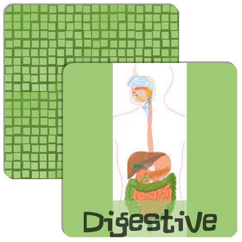 Body Systems Match The Memory