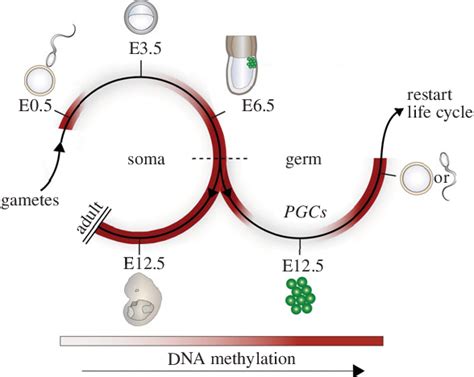 Figure 1 From DNA Methylation Dynamics During The Mammalian Life Cycle