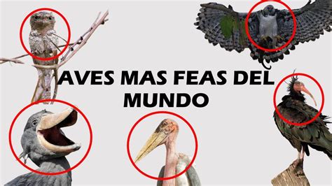SORPRENDENTE Las 5 Aves Mas Feas Del Mundo YouTube