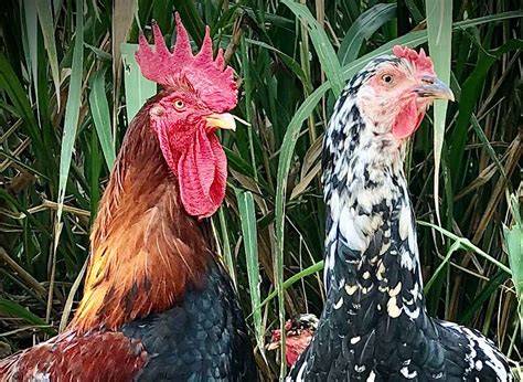 Associação Brasileira de Criadores da Galinha Sertaneja Balão GSB