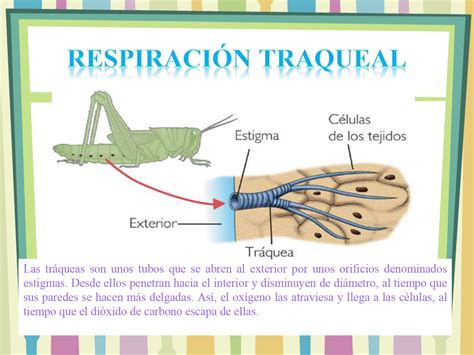 TOMi digital Nutrición y respiración en los seres vivos Biología LCR