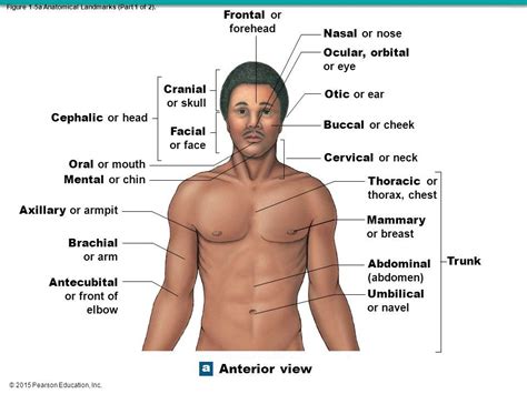 Pearson Education Inc Chapter Anatomy Physiology