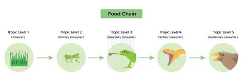 IGED BIO TOPIC 16 002 Food Chain 2 Studia Academy