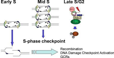 Model A Deficiency Of Replication Forks From Early Origins Results In