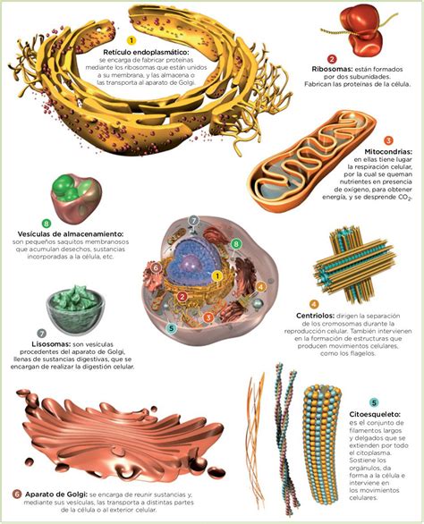 Célula eucariota estructuras y funciones Enseñanza biología