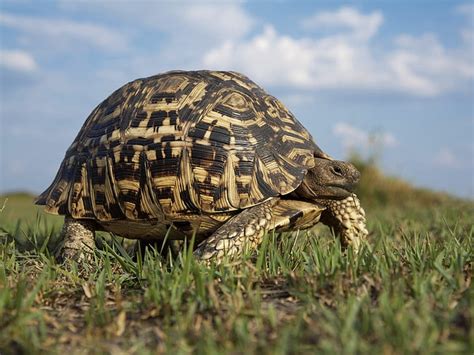 Tortuga Fondo De Pantalla Hd Wallpaperbetter
