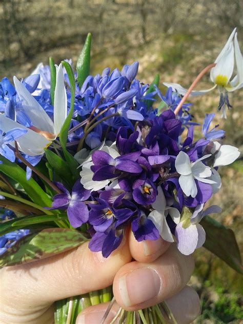 Le Printemps Bleu Fleur Sur Photo Gratuite Sur Pixabay Pixabay