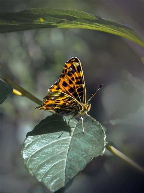 Borboleta Borboletas Inseto Foto Gratuita No Pixabay Pixabay