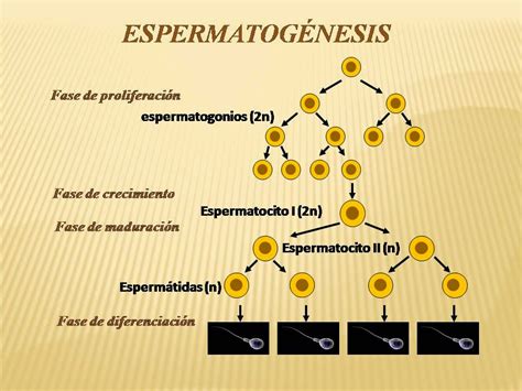 Clase Biolog A Gametog Nesis