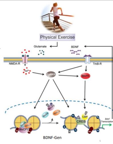Neurophysiologie Vl Epigenetik Ii Umwelteinfl Sse Vererbung