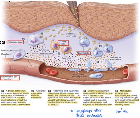 Immunity Innate Adaptive Immune Response Flashcards Quizlet