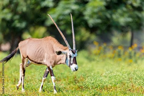 The Gemsbok Or Gemsbuck Is A Large Antelope In The Oryx Genus It Is