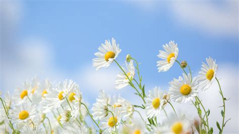 Fondos De Pantalla Plantas Vistoso Flores Blancas X