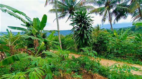 DI JUAL TANAH KEBUN PRODUKTIF VIEW GUNUNG DEKAT DENGAN SUMBER AIR
