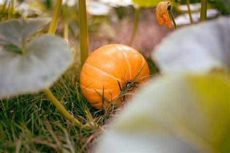 Hokkaido Kürbis Alles Wissenswerte über das herbstliche Super Food