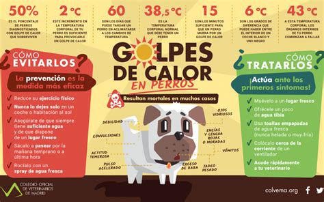 Golpes de calor en perros Cómo evitarlos CV El Burgo
