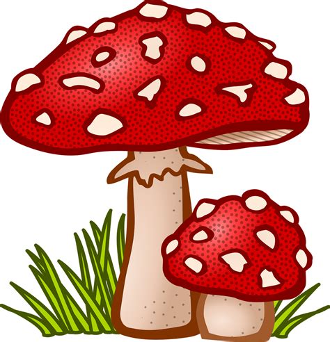 Reino Fungi At Emaze Presentation