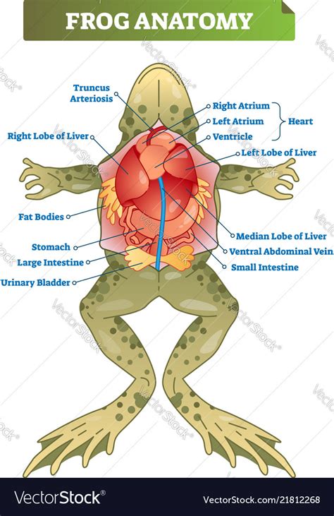 Anatomy Of A Frog Diagram