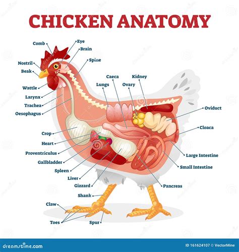 Chicken Digestive System Diagram Labeled The Digestive Syste