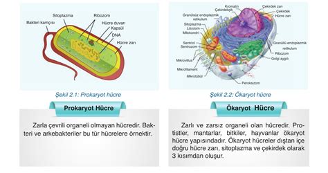 Prokaryot Ve Karyot H Crenin Zellikleri Maddeler Halinde Eodev