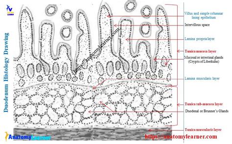 Duodenum Histology Labeled